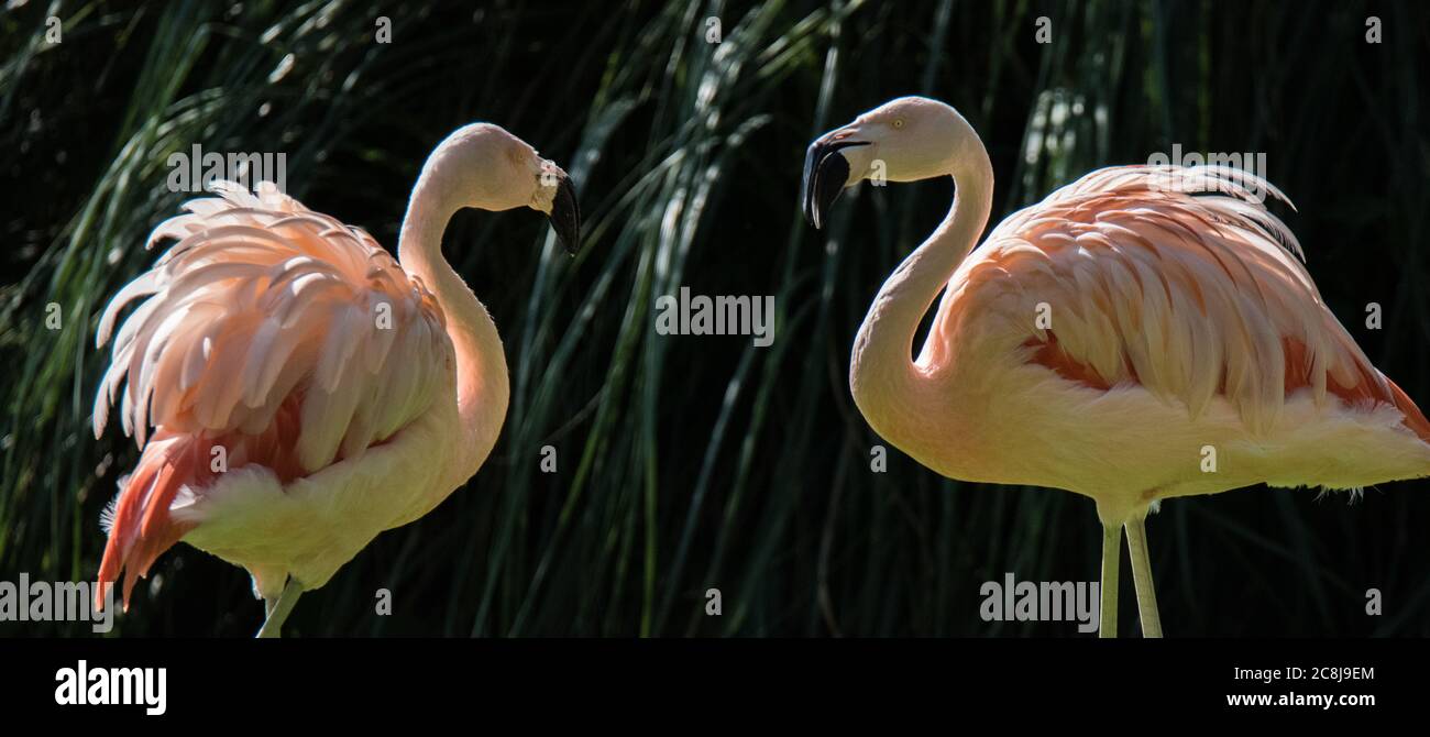 Two pink flamingos hi-res stock photography and images - Alamy