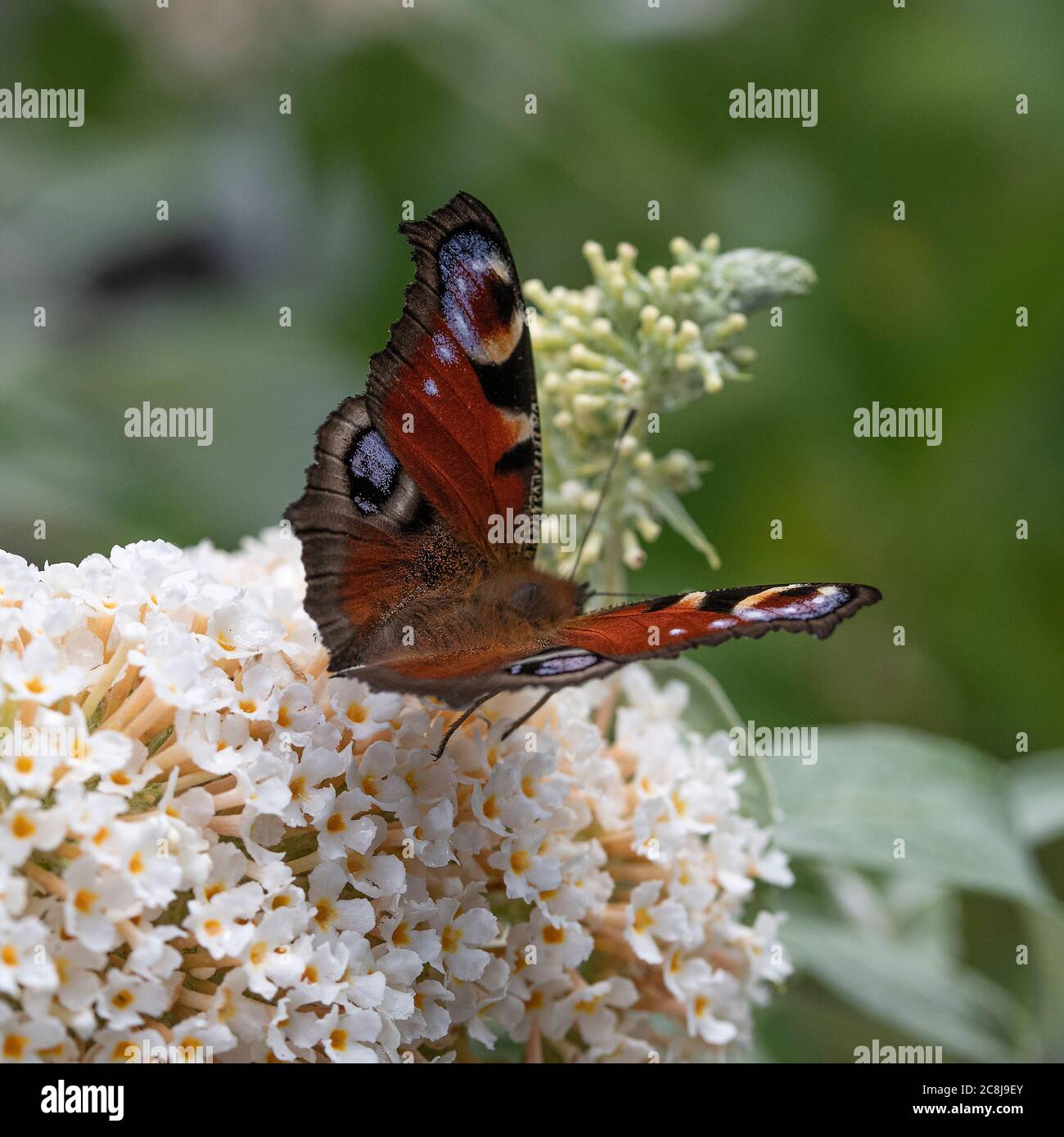 Attracts nectar feeding insects hi-res stock photography and images - Alamy
