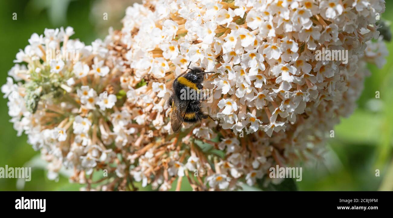 Buddleia Attracts Insects High Resolution Stock Photography and Images ...