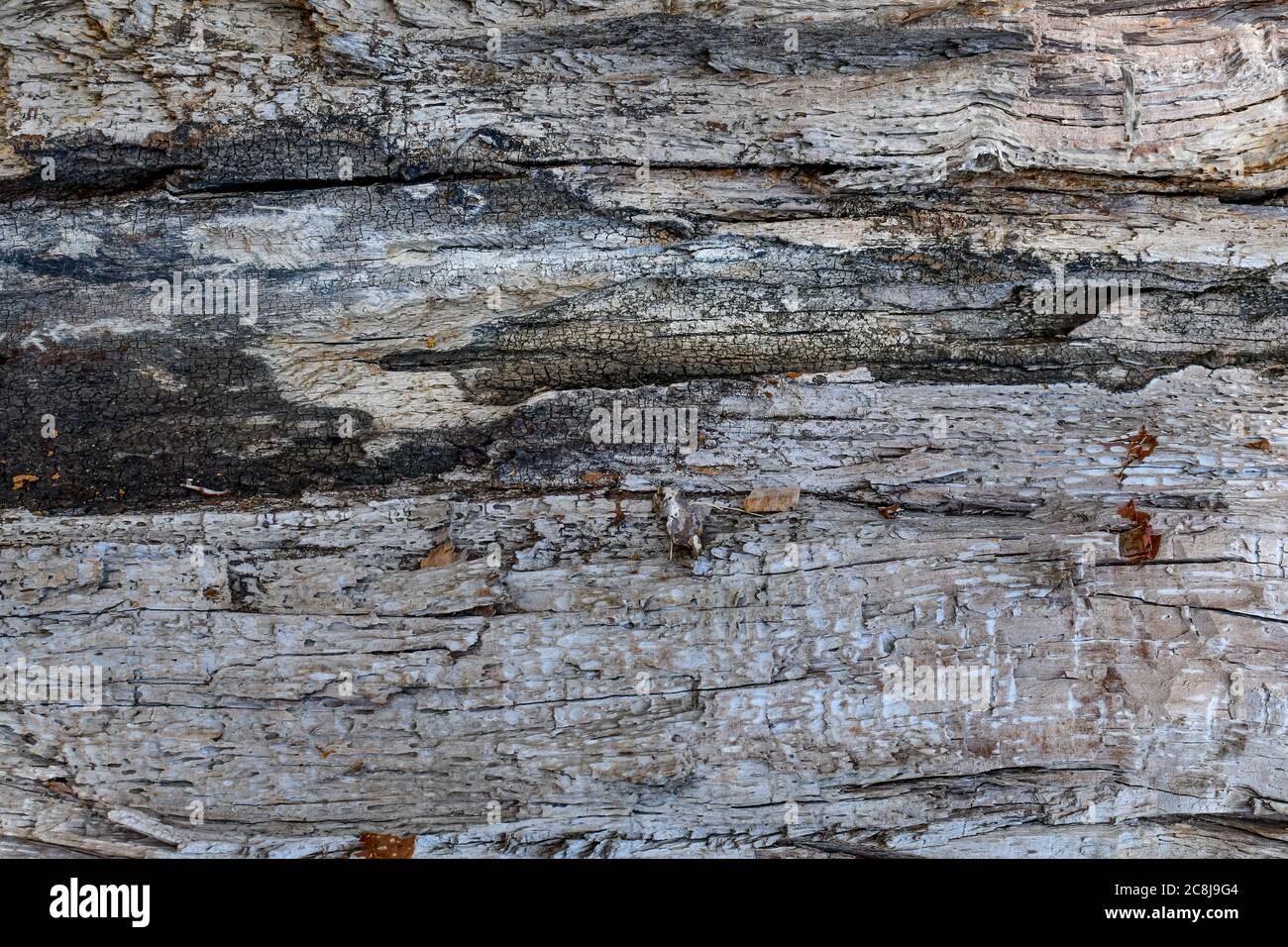 Wood Design Background Image Of A Tree At Jungle 3 Stock Photo - Alamy