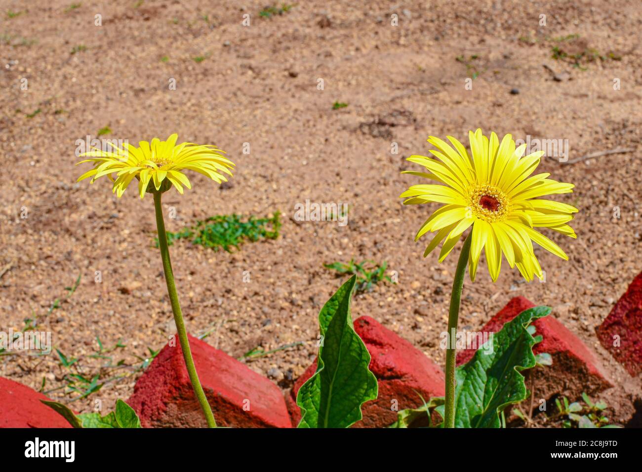 Zinia blossom hi-res stock photography and images - Alamy
