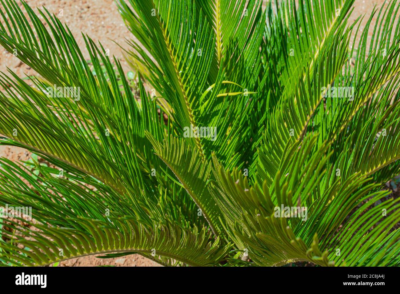 Beautiful Green Long Leaves Plant At The Garden On Sunlight Stock Photo ...