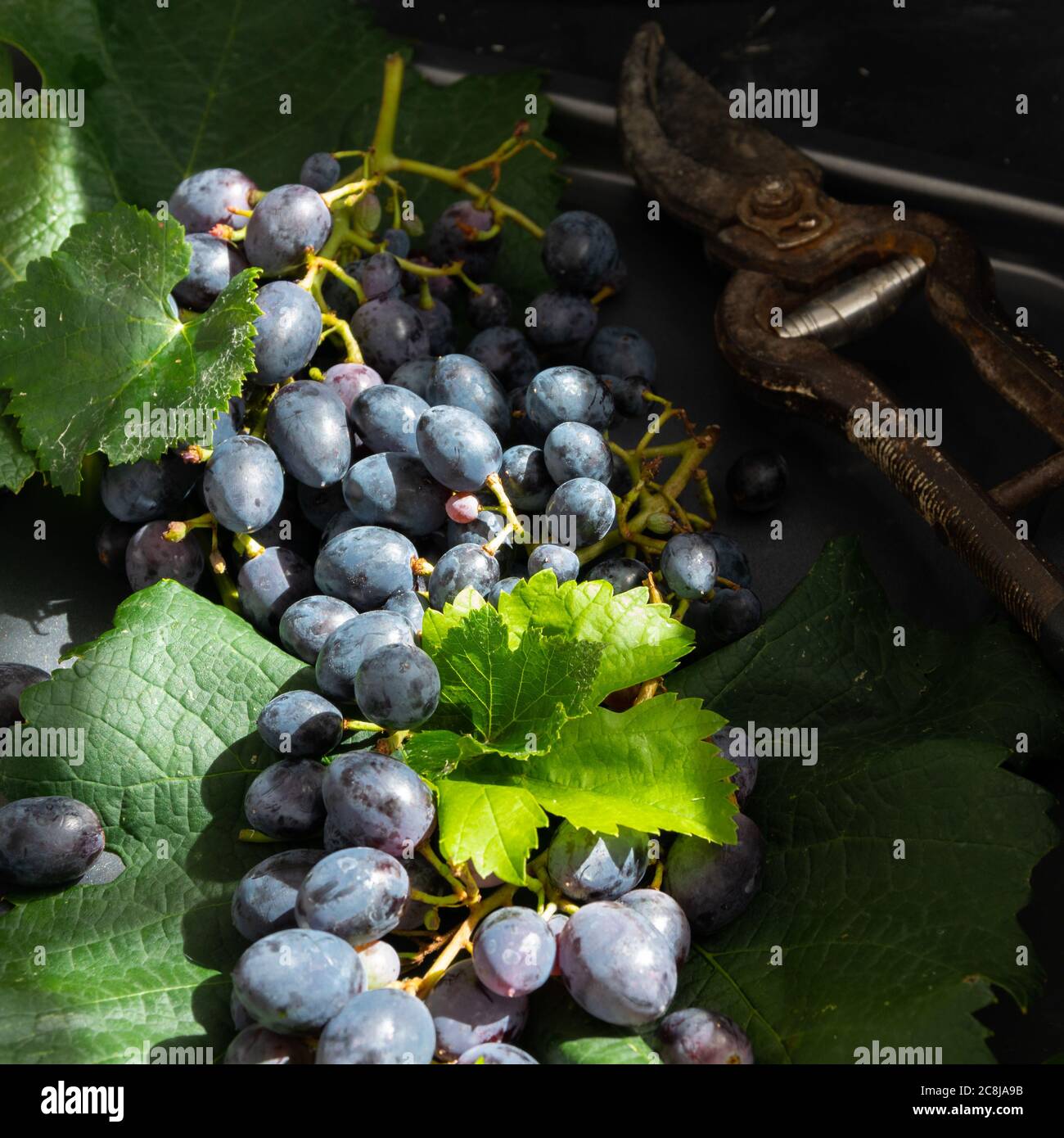 Grape Cluster High Resolution Stock Photography and Images - Alamy