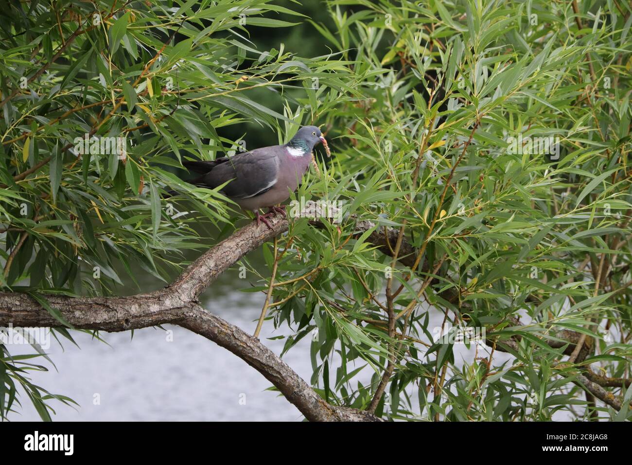 Pigeon perched upon a tree branch, gazing at the lake Stock Photo - Alamy