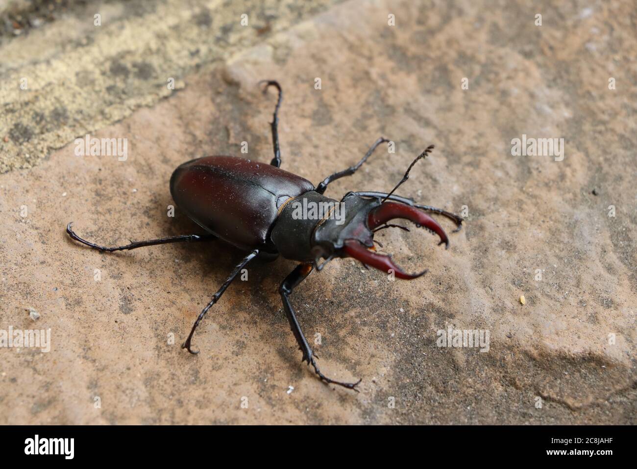 Small stag beetle hi-res stock photography and images - Alamy