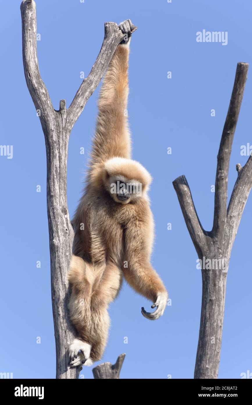 Monkey gibbon hi-res stock photography and images - Alamy