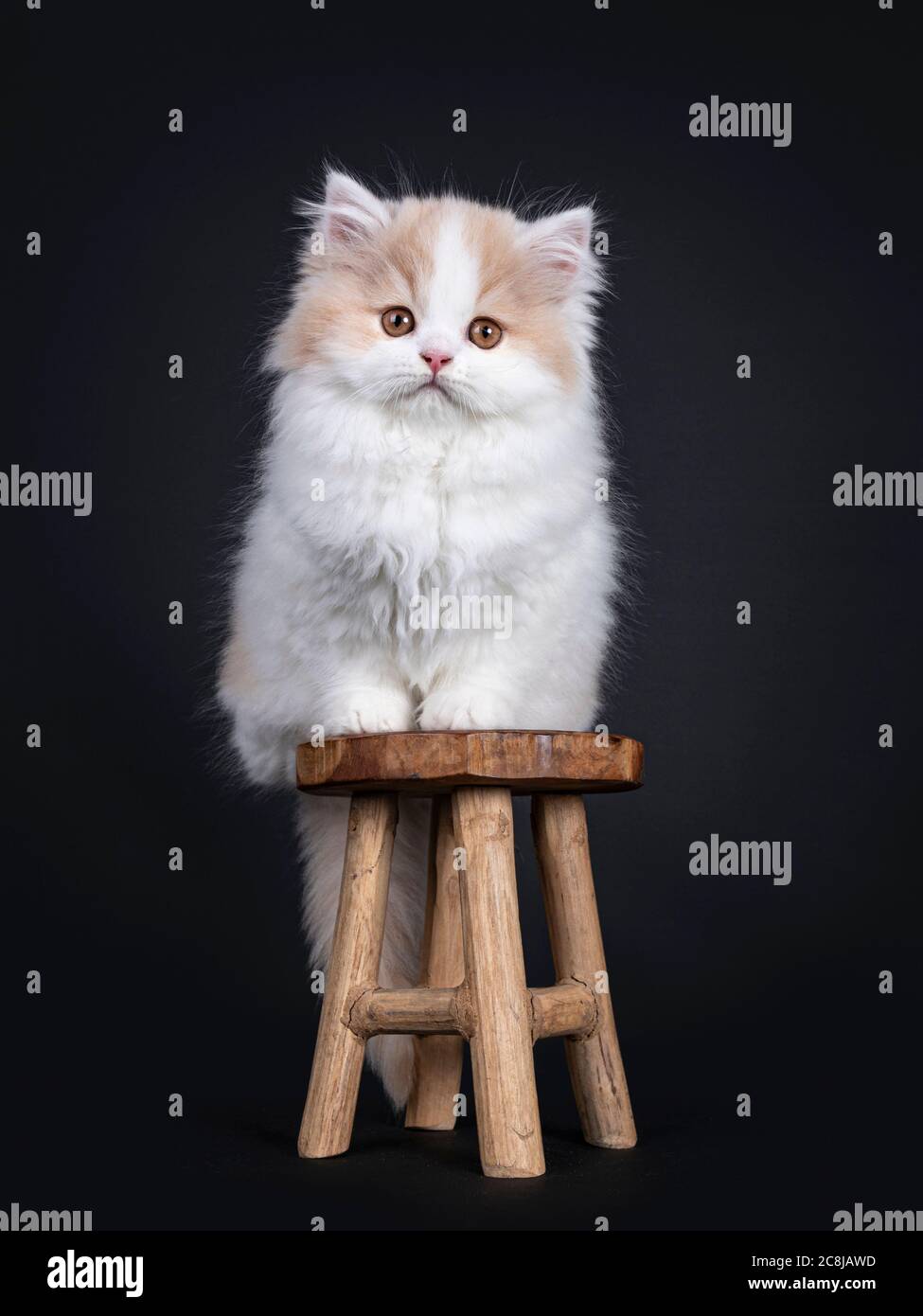 Fluffy white with creme British Longhair kitten, sitting on little wooden stool. Looking towards ...
