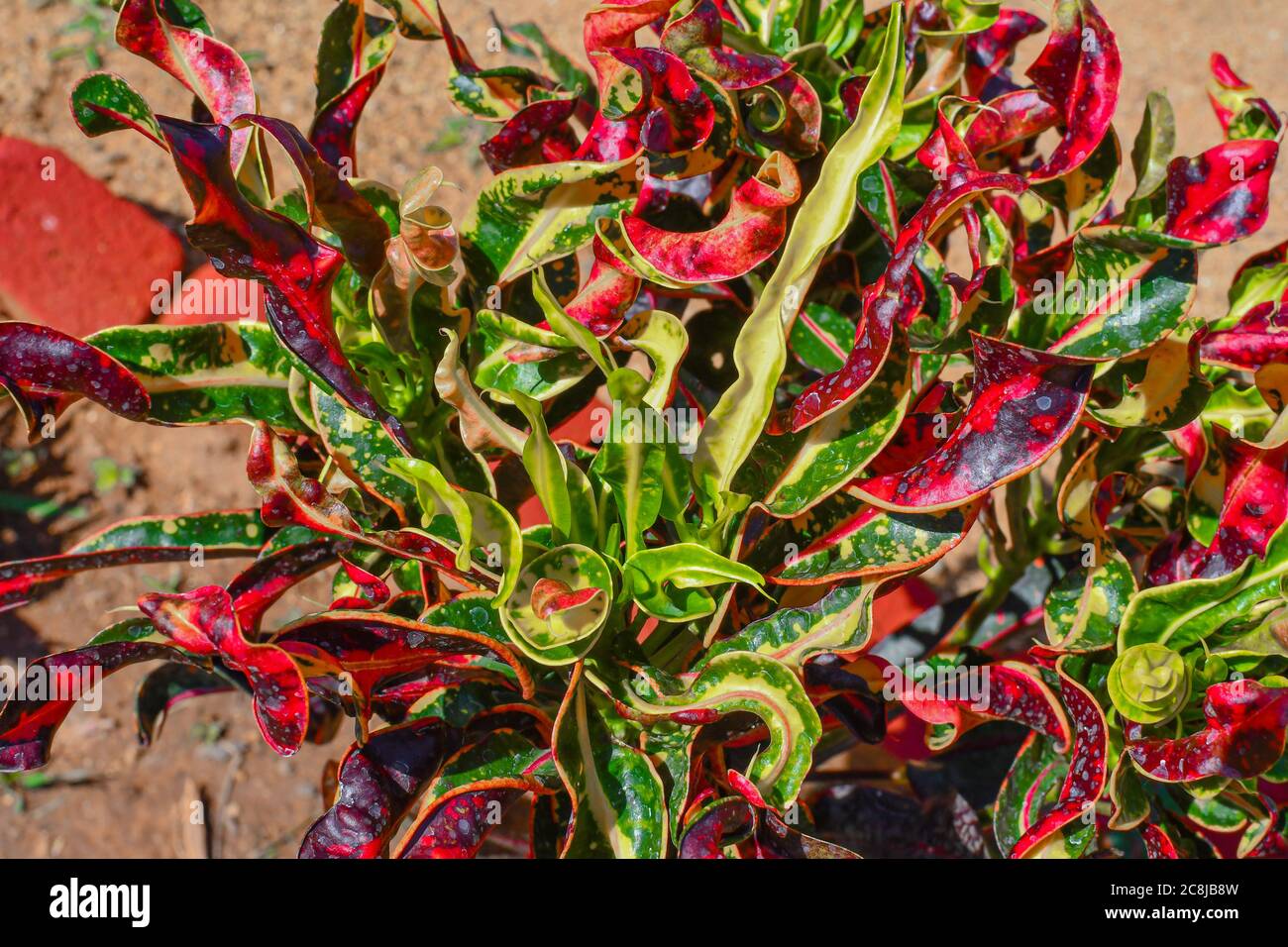Beautiful Colourful Leaves On A Plant At Garden Stock Photo - Alamy