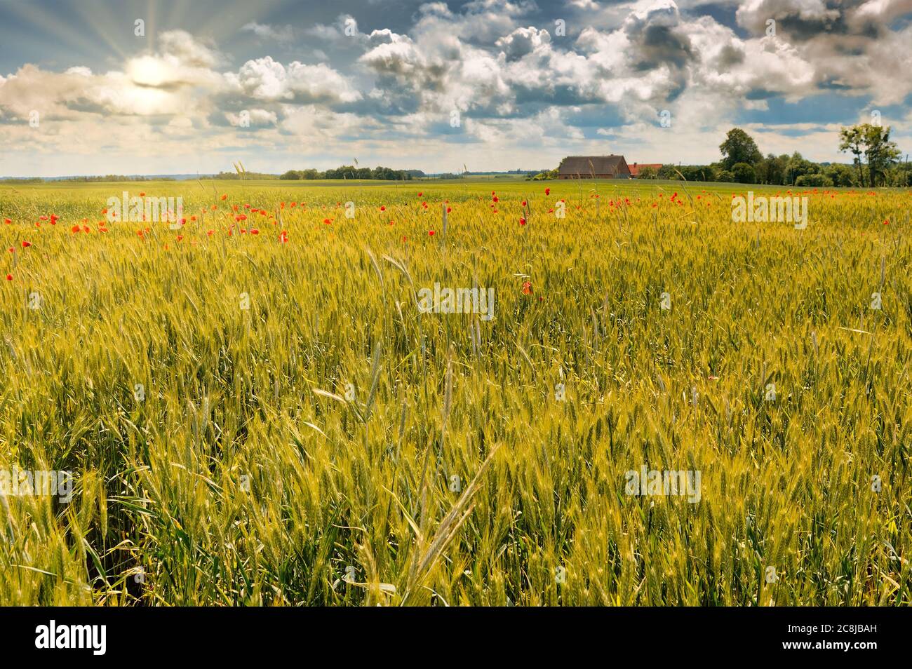 Yellow wheat field. Ripe ears of wheat grow on the nature. Rural ...