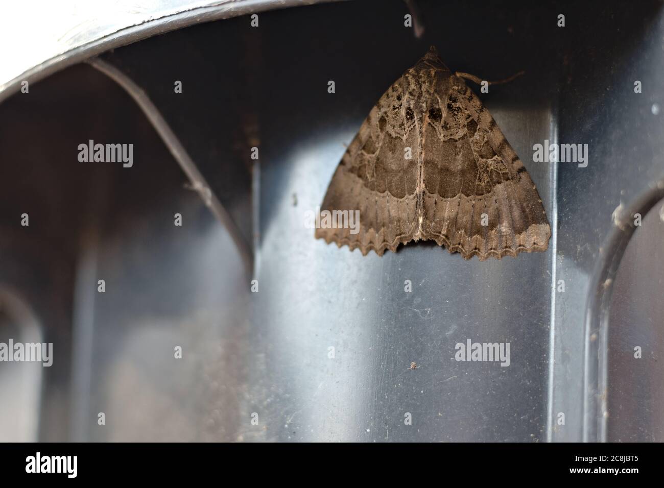 Large brown moth resting on a bin Stock Photo - Alamy