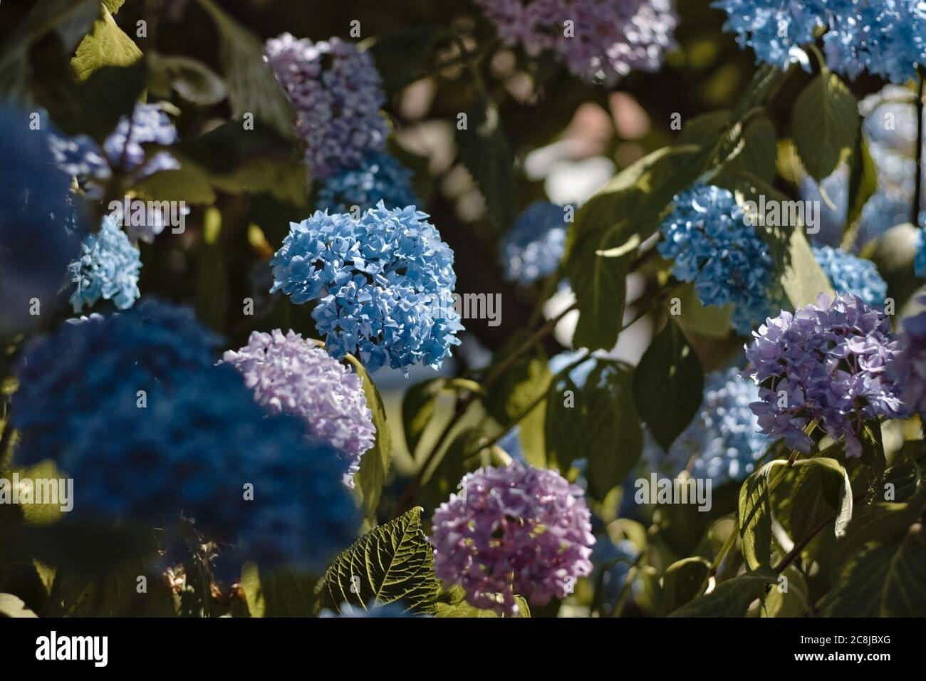 Blue and lilac flowers emerging from the shade Stock Photo - Alamy
