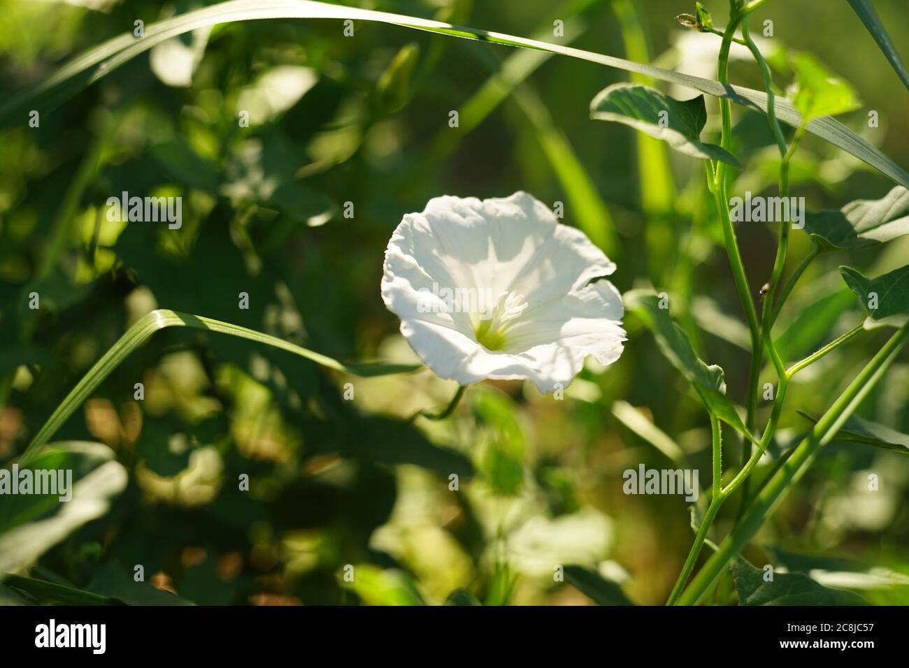 white flower birch bindweed grow in the sunny garden Stock Photo - Alamy