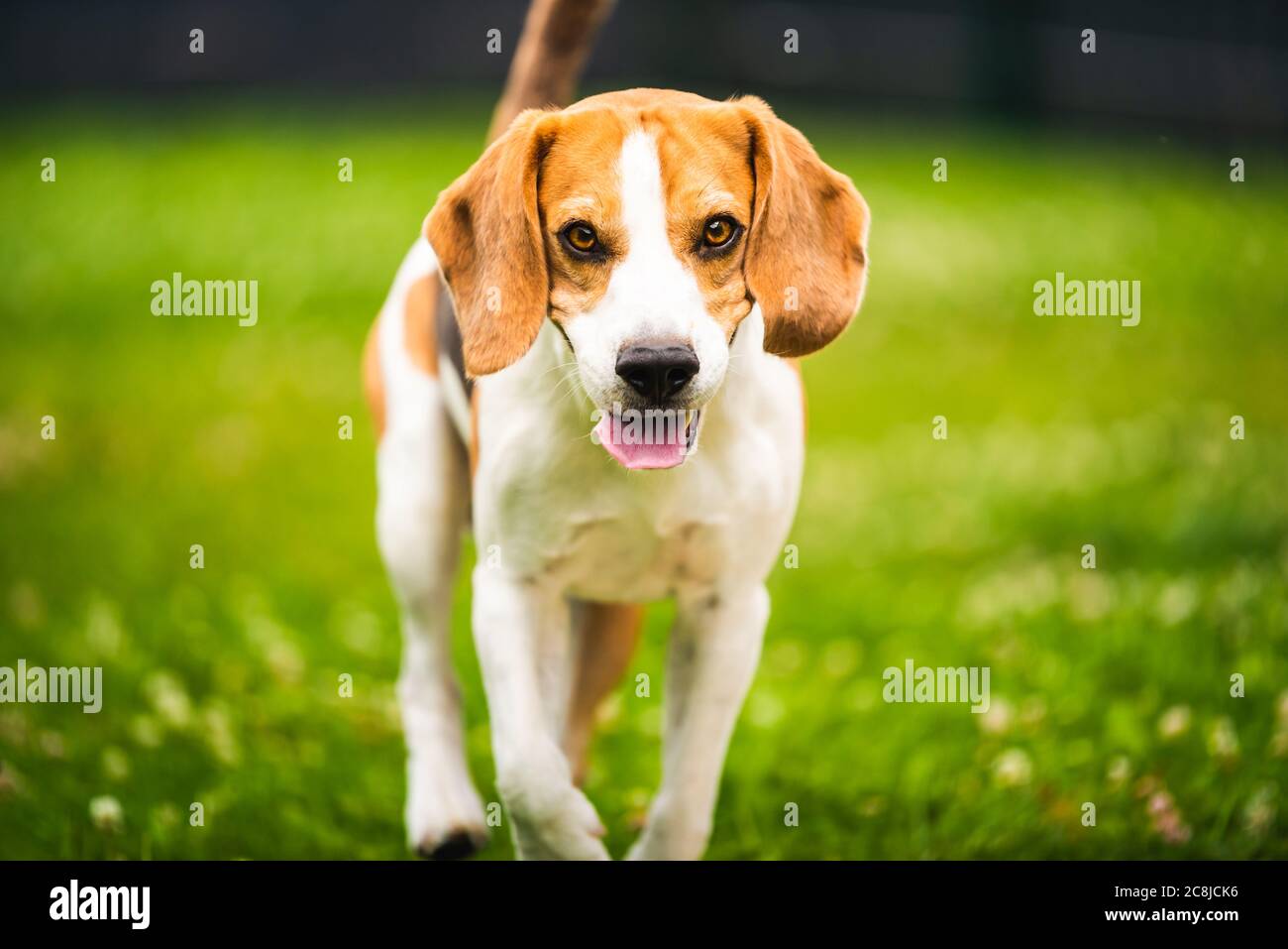 Dog runs towards camera. Active training with beagle dog Stock Photo ...