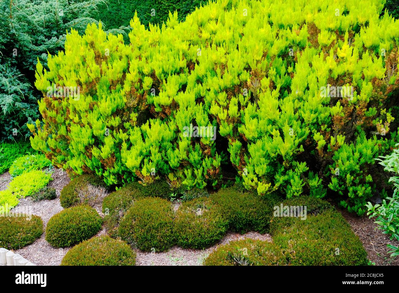 Evergreen border hi-res stock photography and images - Alamy