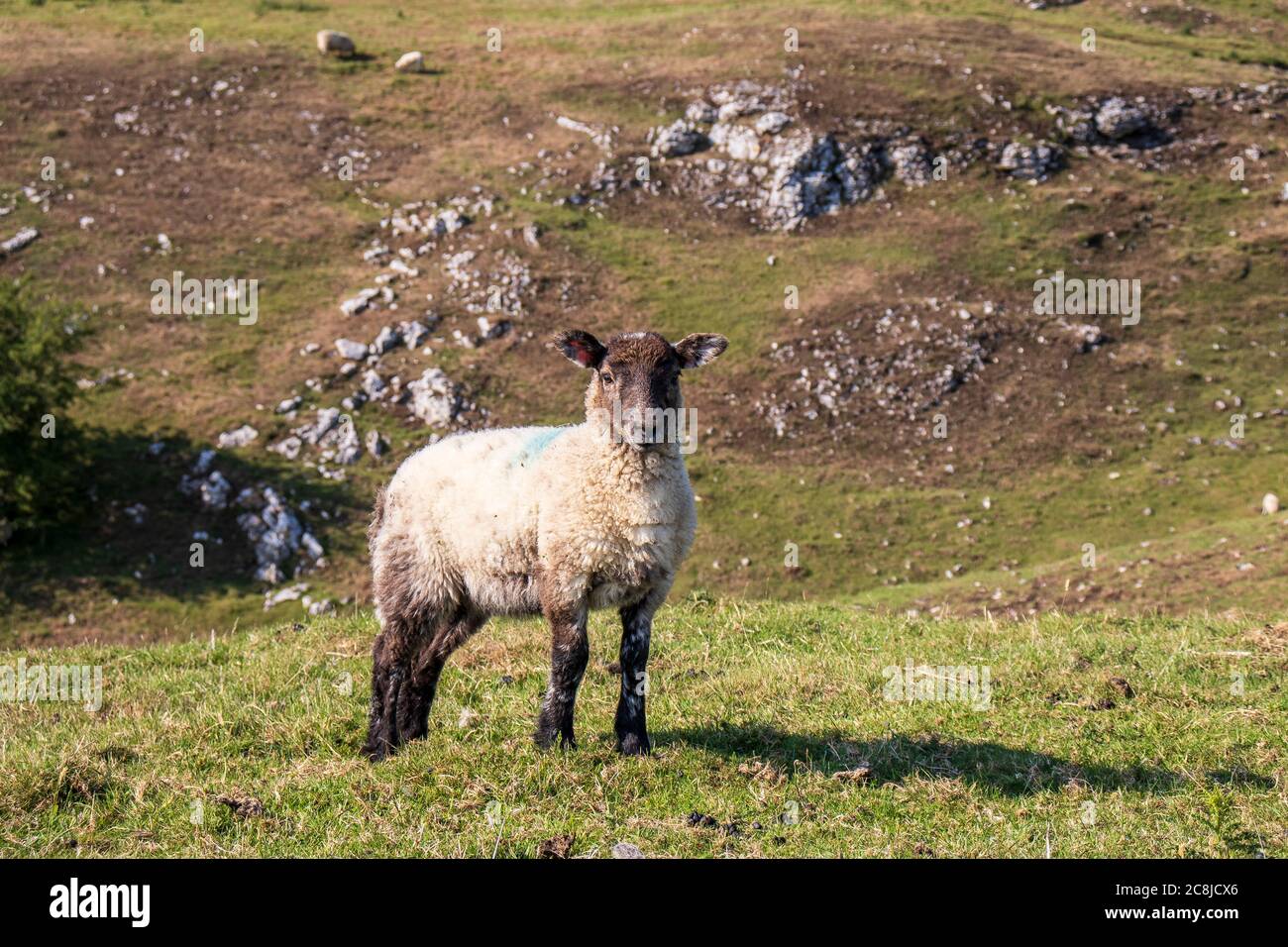 Beautiful landscape at Dove Dale - Sheep on the green grass Stock Photo ...