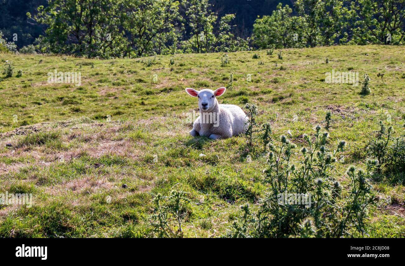 Beautiful landscape at Dove Dale - Sheep on the green grass Stock Photo ...