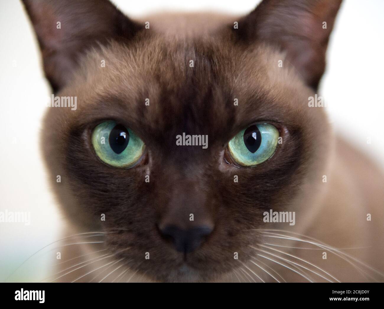 Chocolate burmese cat hi-res stock photography and images - Alamy