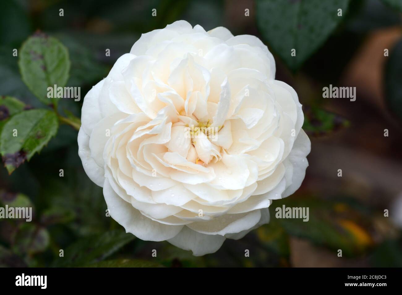 Rosette style blooms hi-res stock photography and images - Alamy