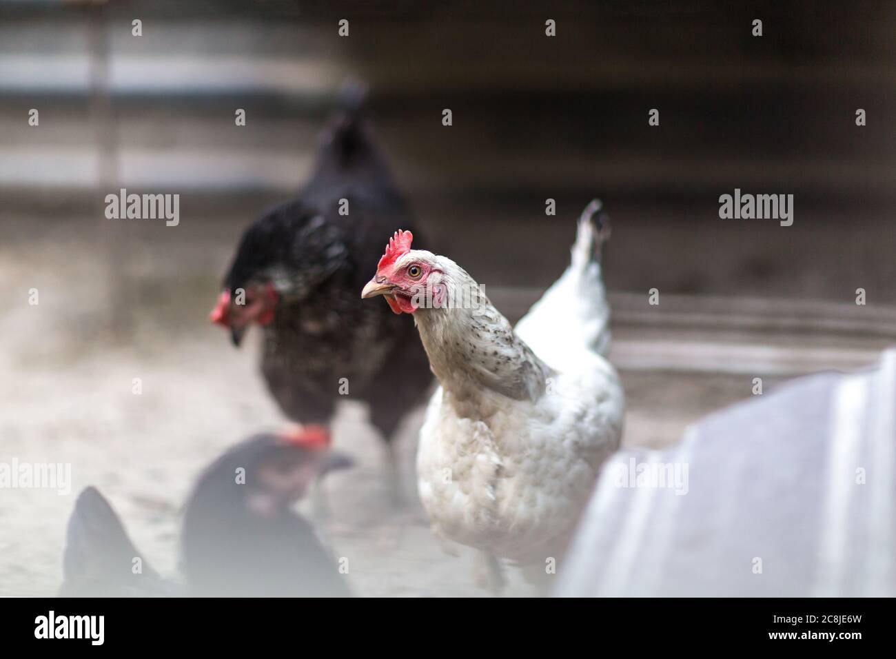 Broiler barn hi-res stock photography and images - Alamy