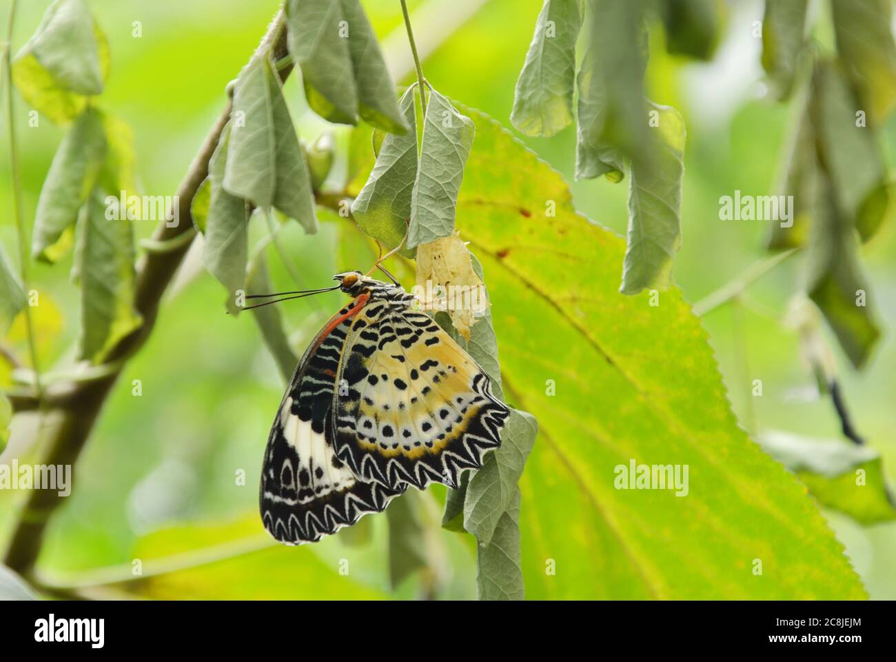 Metamorphosis bug shadow hi-res stock photography and images - Alamy