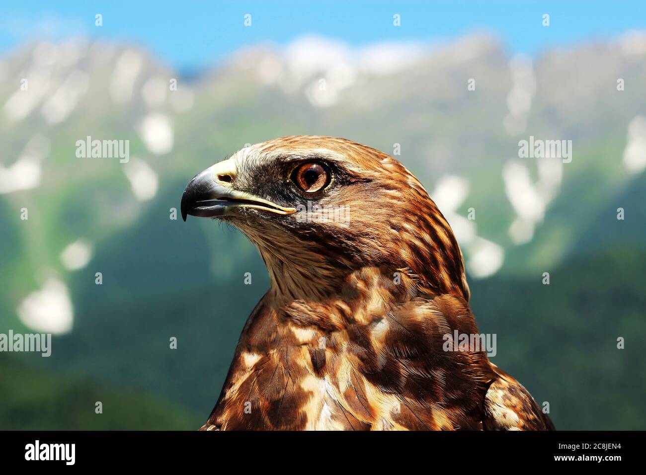 Mountain eagle in the Caucasus in the wild Stock Photo - Alamy