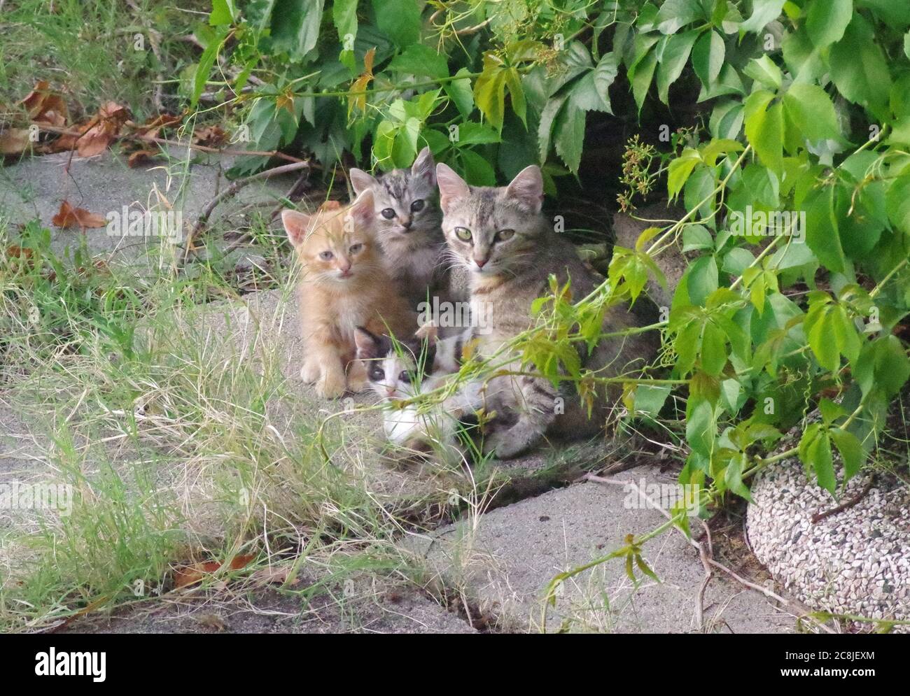 The cat's family Stock Photo - Alamy