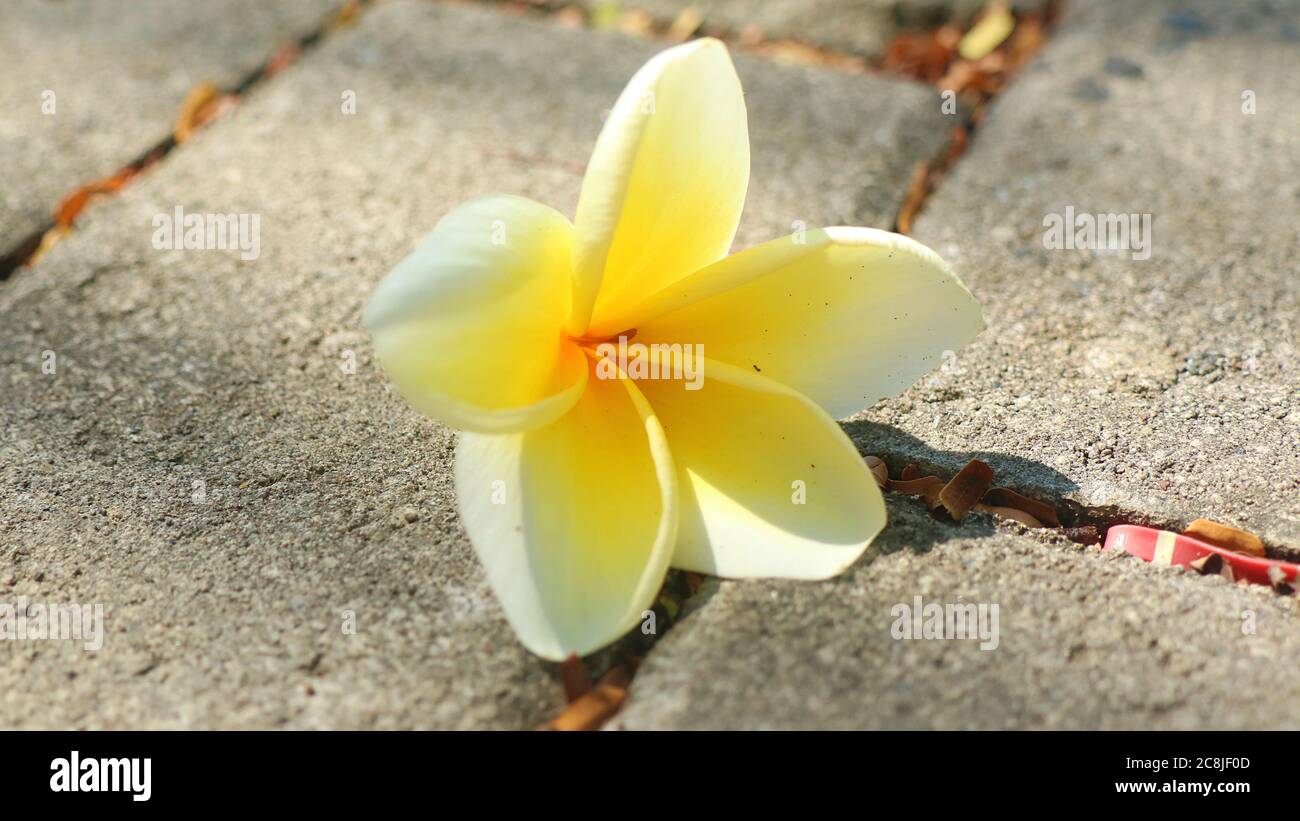 plumeria flowers that fall from trees and scatter on the road Stock ...