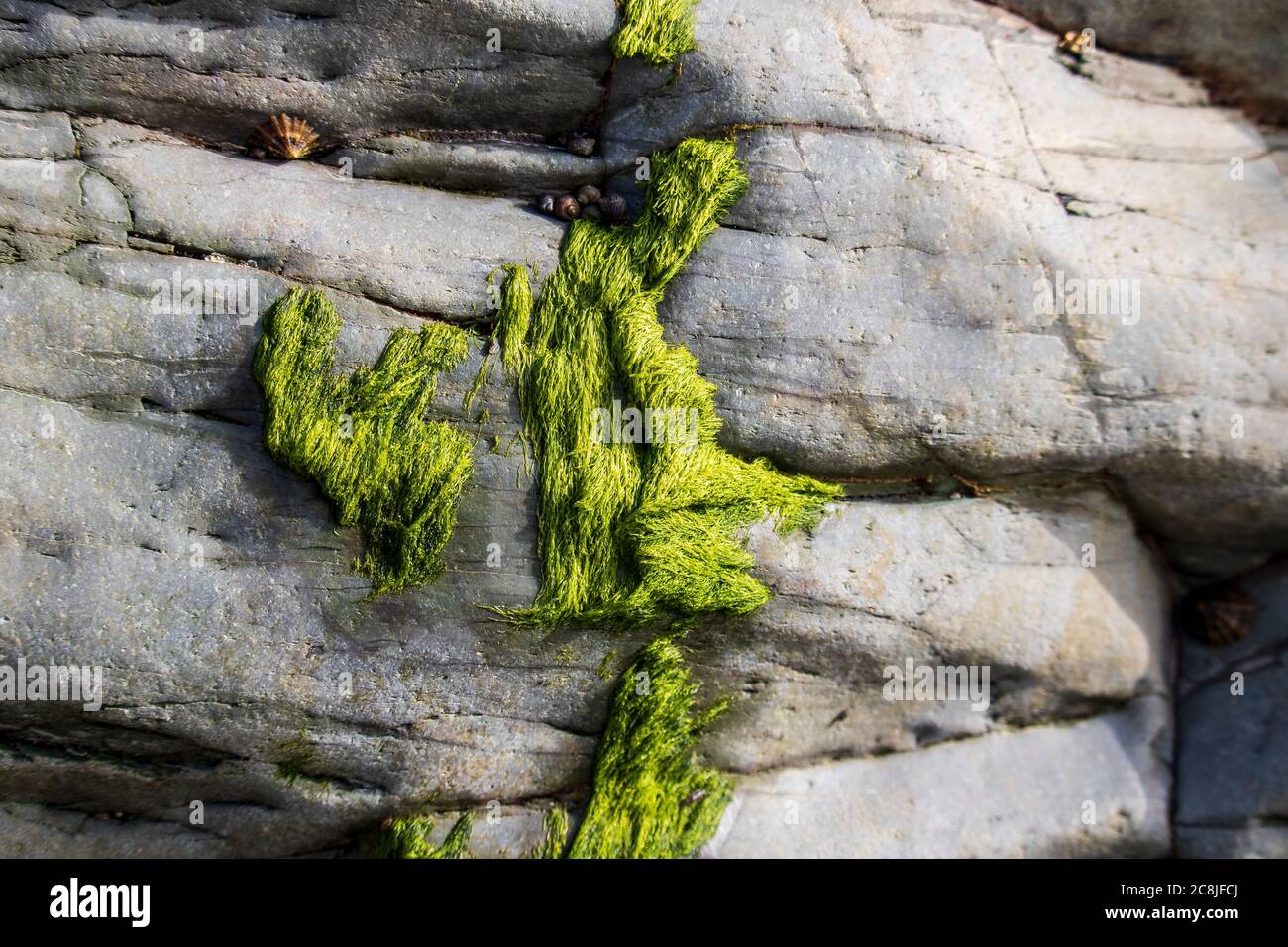 Algae on the rocks hi-res stock photography and images - Alamy