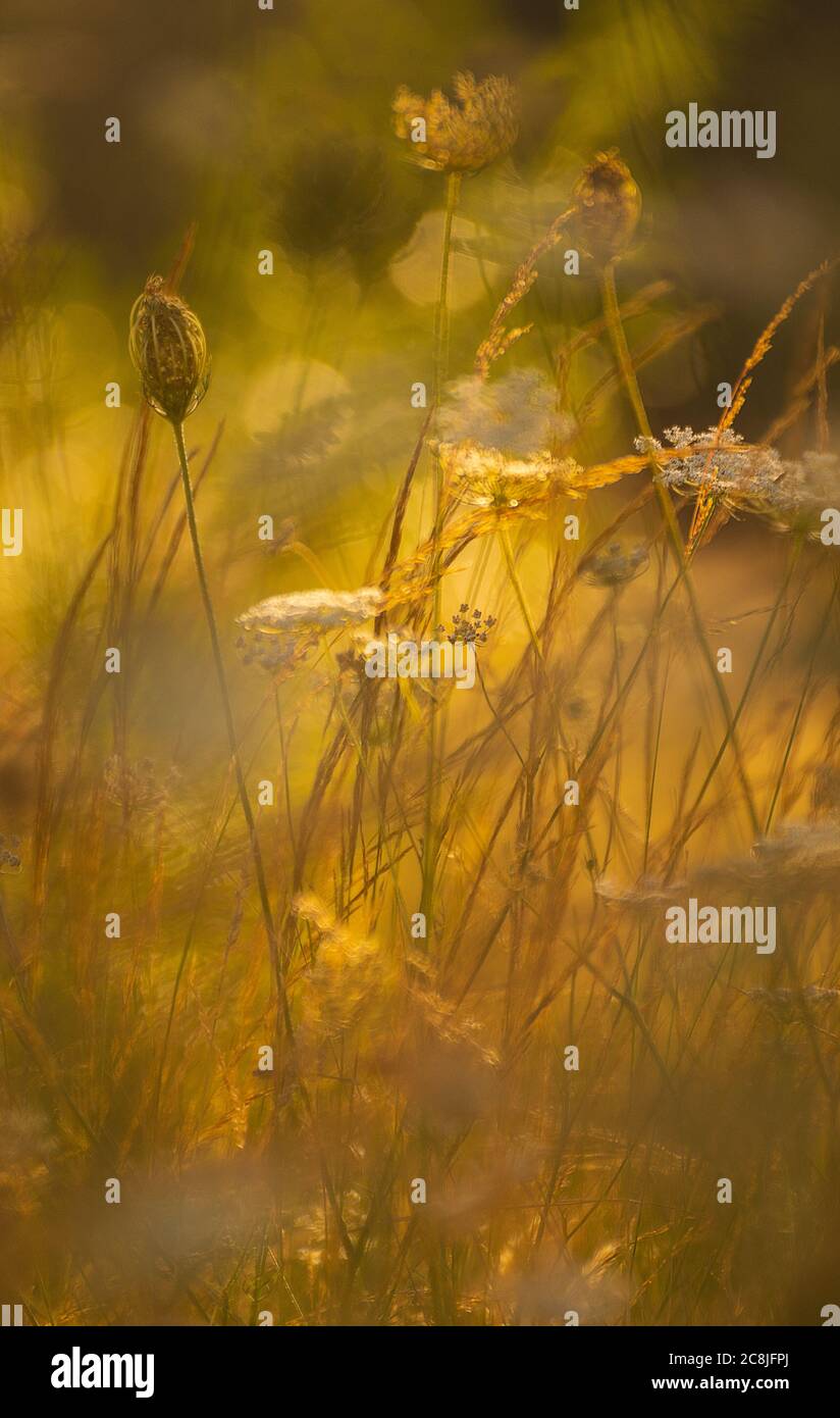Lush ground hi-res stock photography and images - Alamy