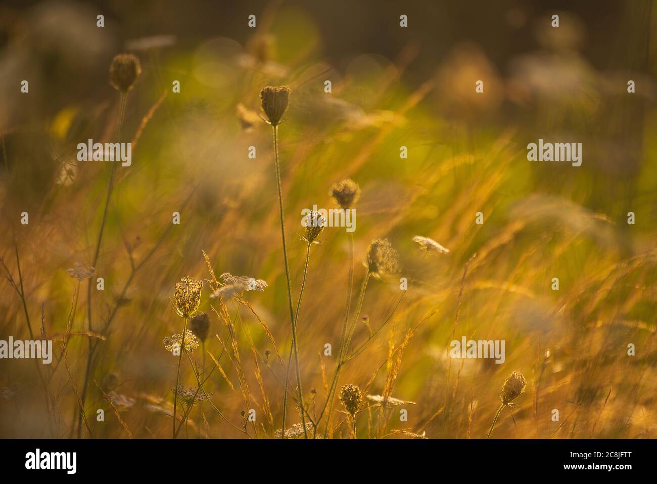 Lush ground hi-res stock photography and images - Alamy