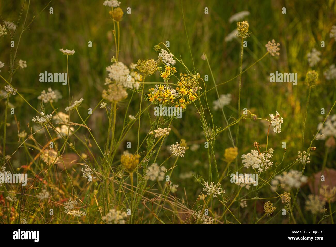 lush ground vegetation summer plants Stock Photo - Alamy