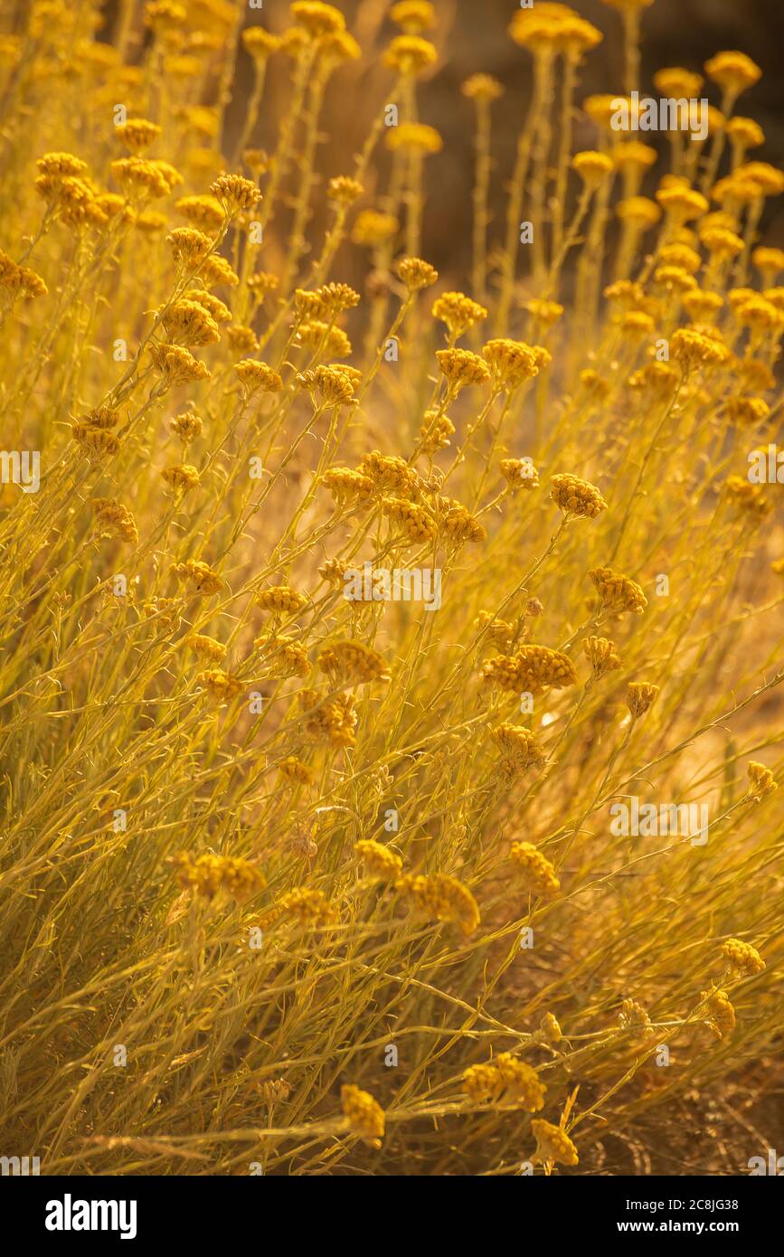 lush ground vegetation summer plants Stock Photo - Alamy