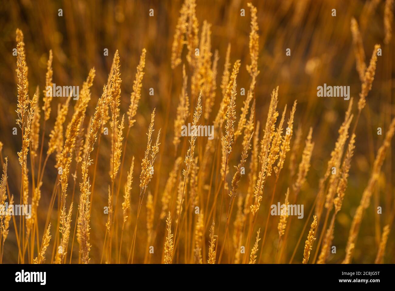 lush ground vegetation summer plants Stock Photo - Alamy