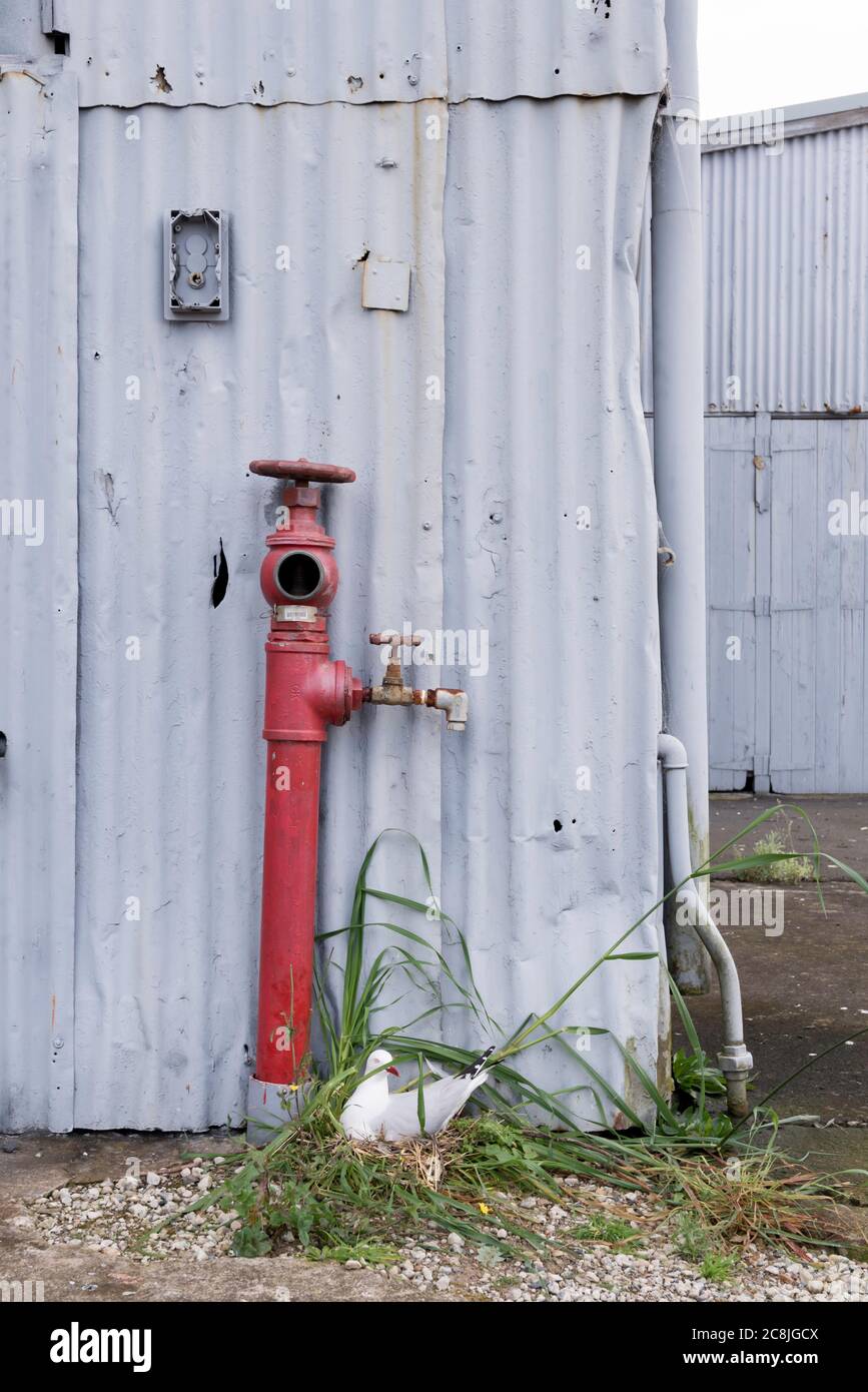 Australian sea gull nesting hi-res stock photography and images - Alamy
