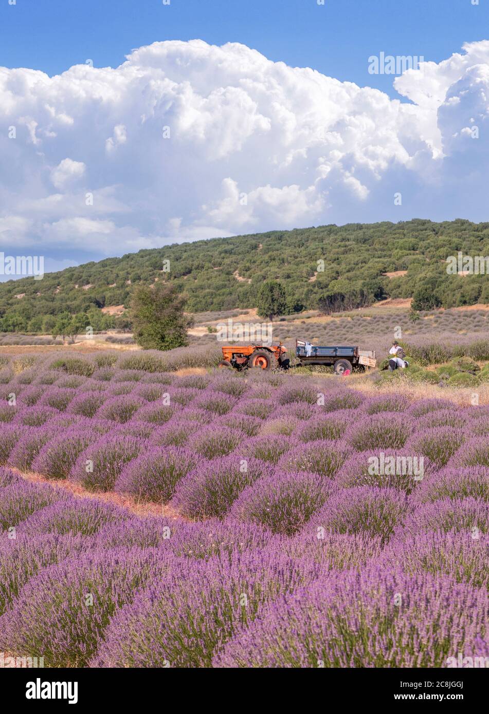 Lavender workers with tractor in a lavender field, Kuyucak, Isparta ...