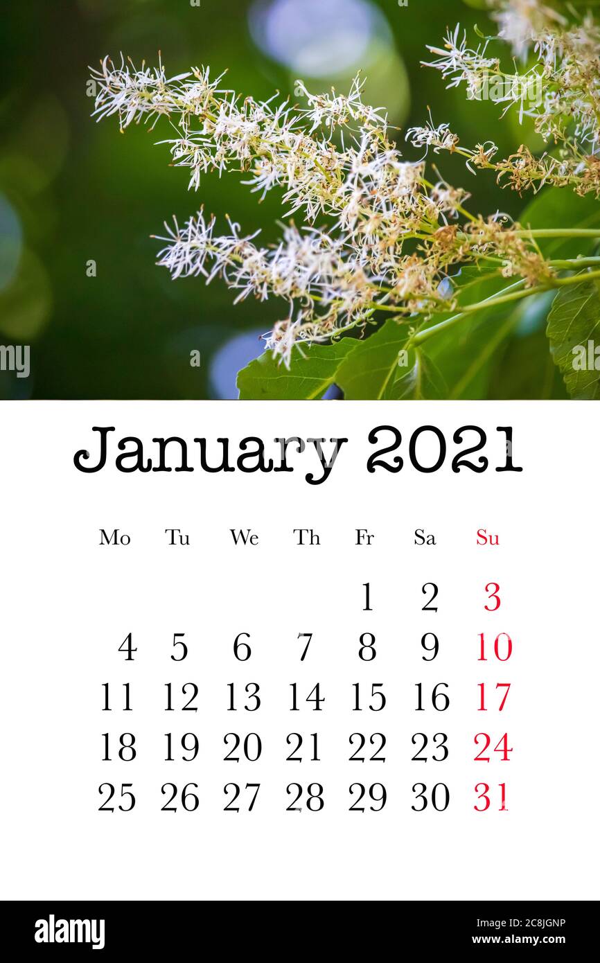 Calendar card for the month of January 2021 Stock Photo - Alamy