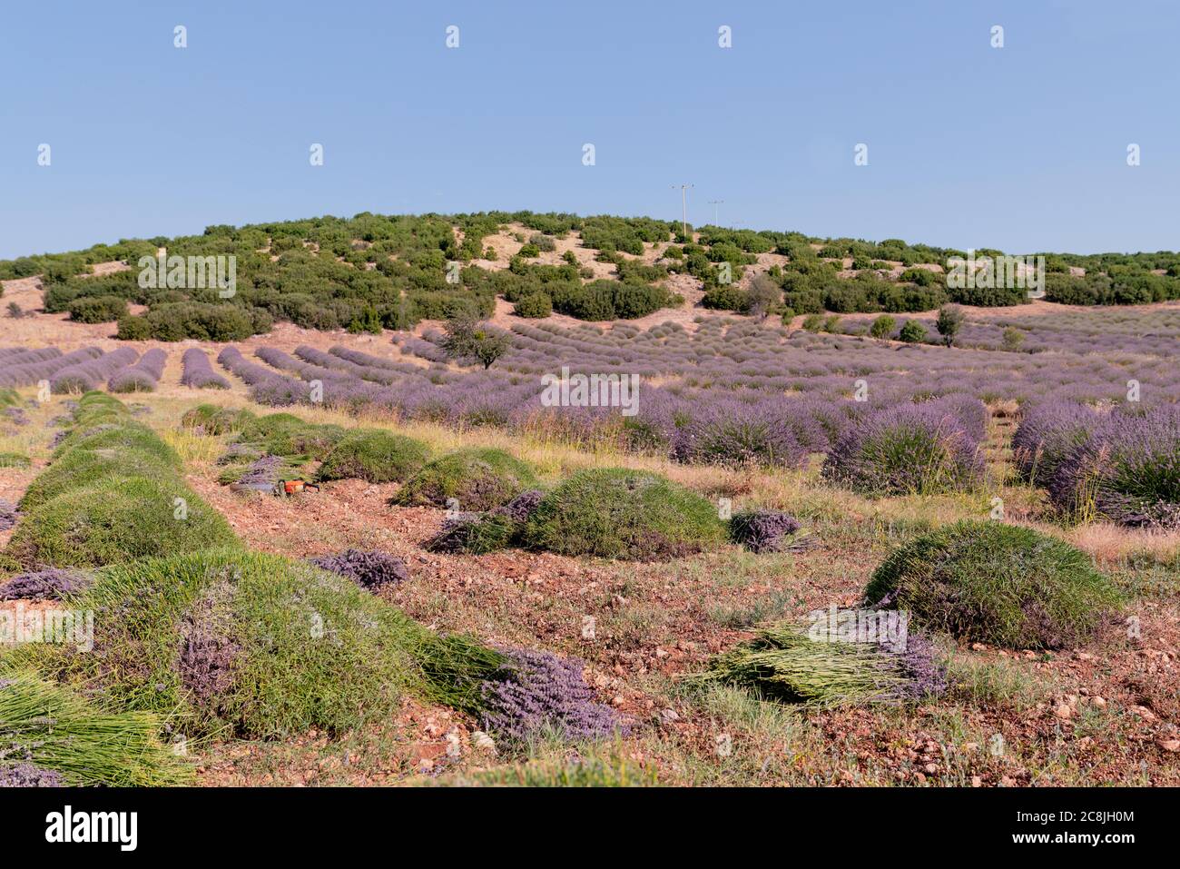 lavender harvest and bunched lavender plants Stock Photo - Alamy
