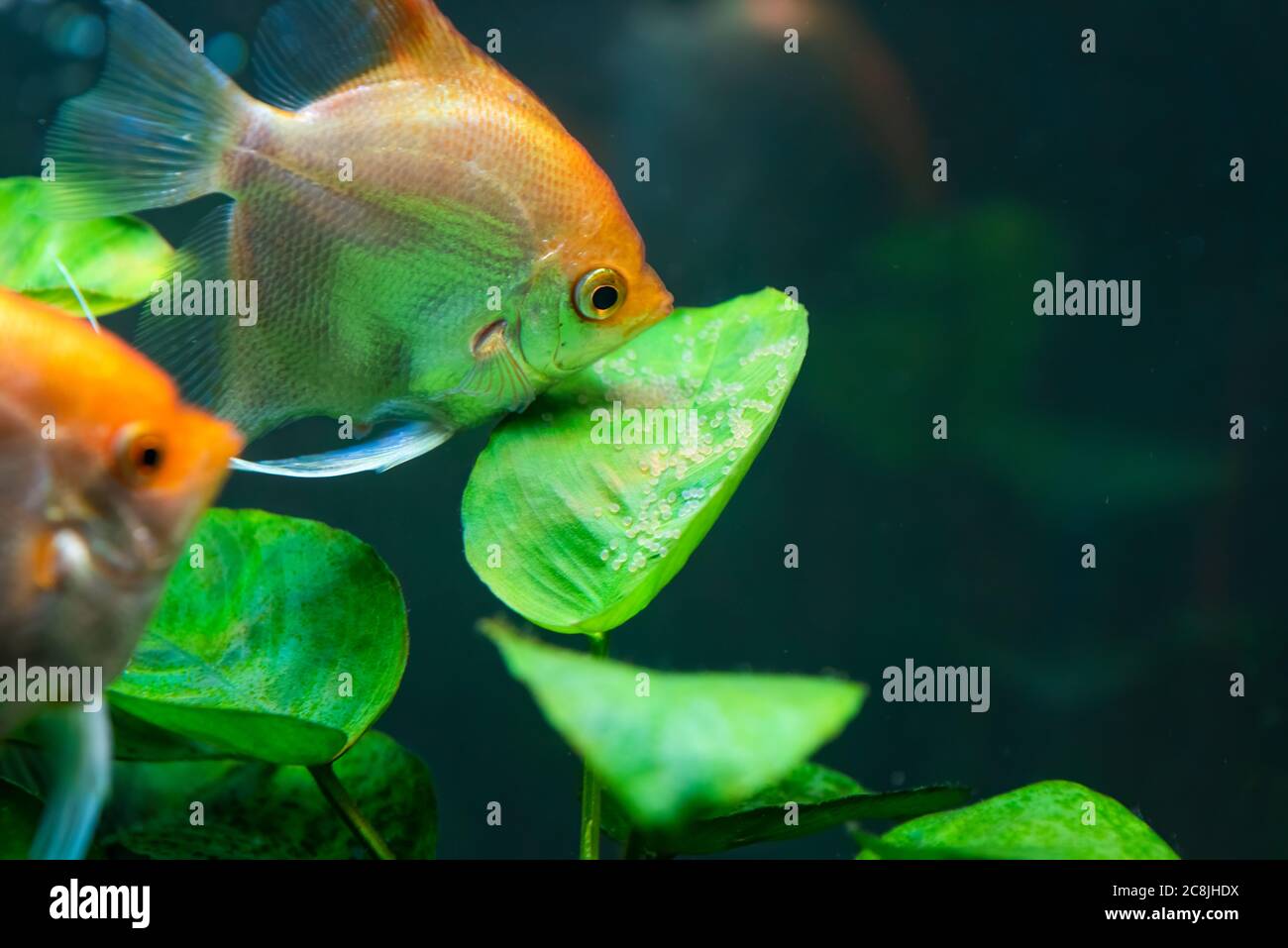 Pair of Gold Pterophyllum Scalare in aqarium, yellow angelfish guarding ...