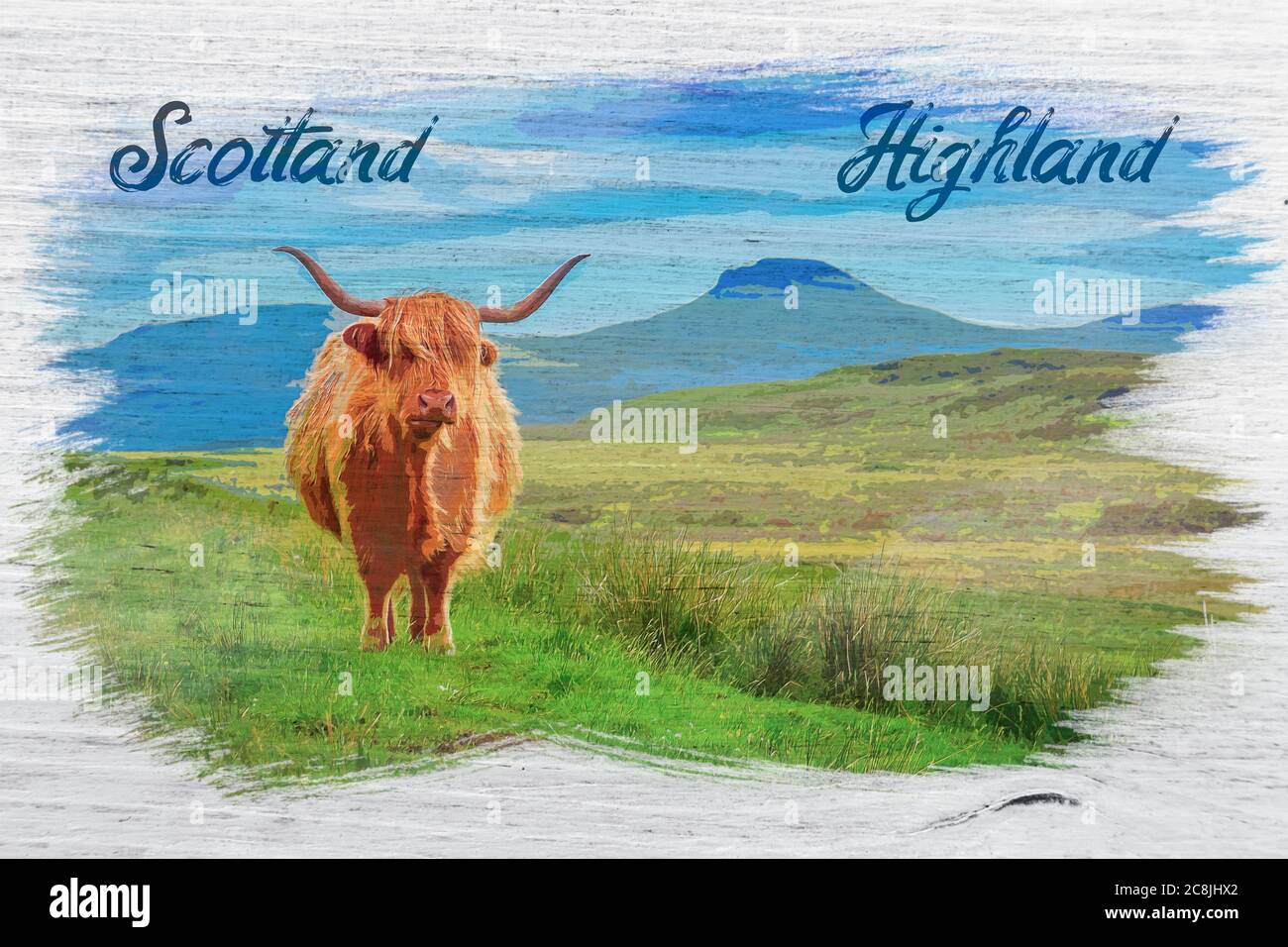 Scottish highland cow drawing hi-res stock photography and images - Alamy