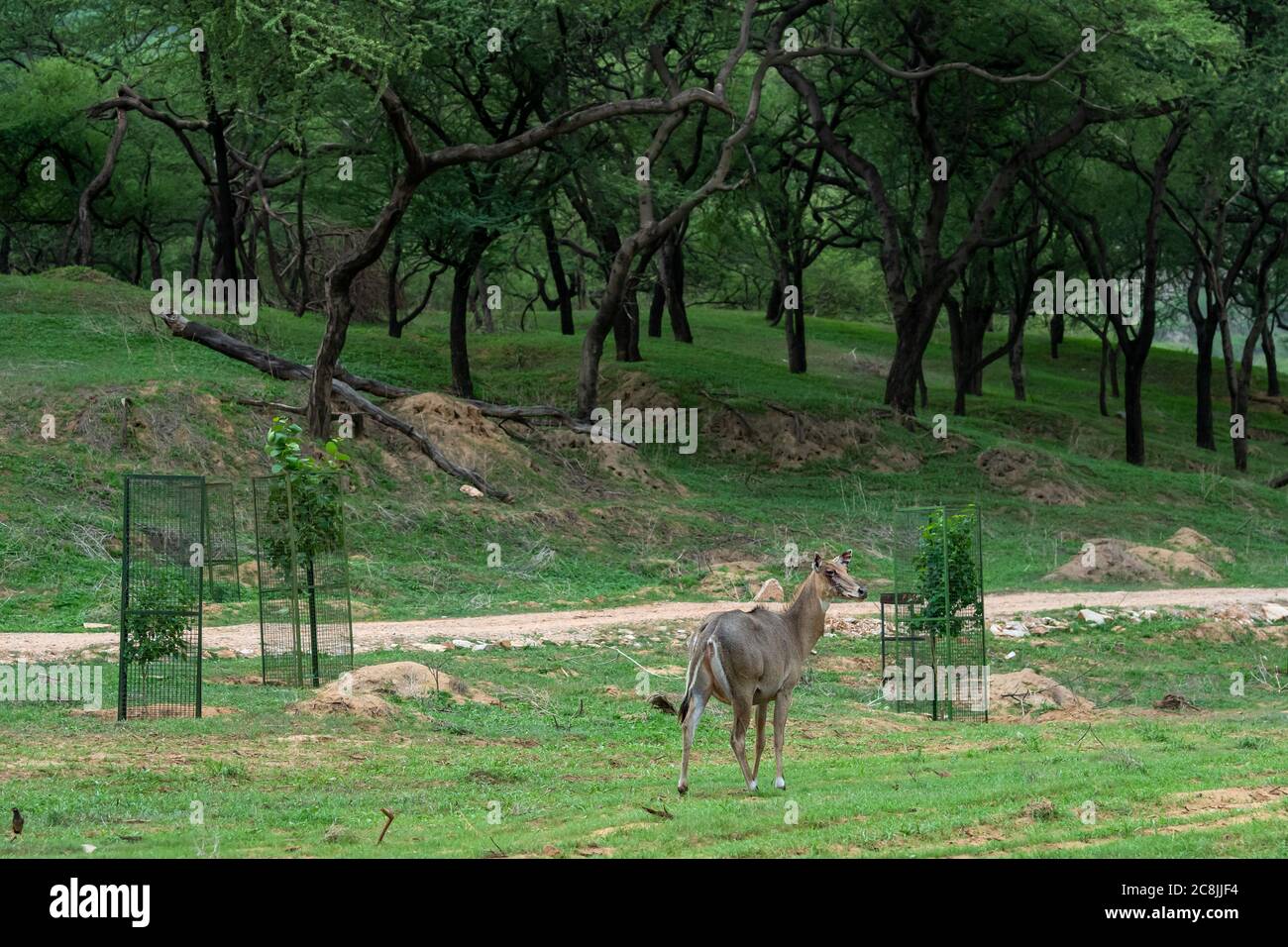 infected eyes female nilgai or blue bull or Boselaphus tragocamelus ...