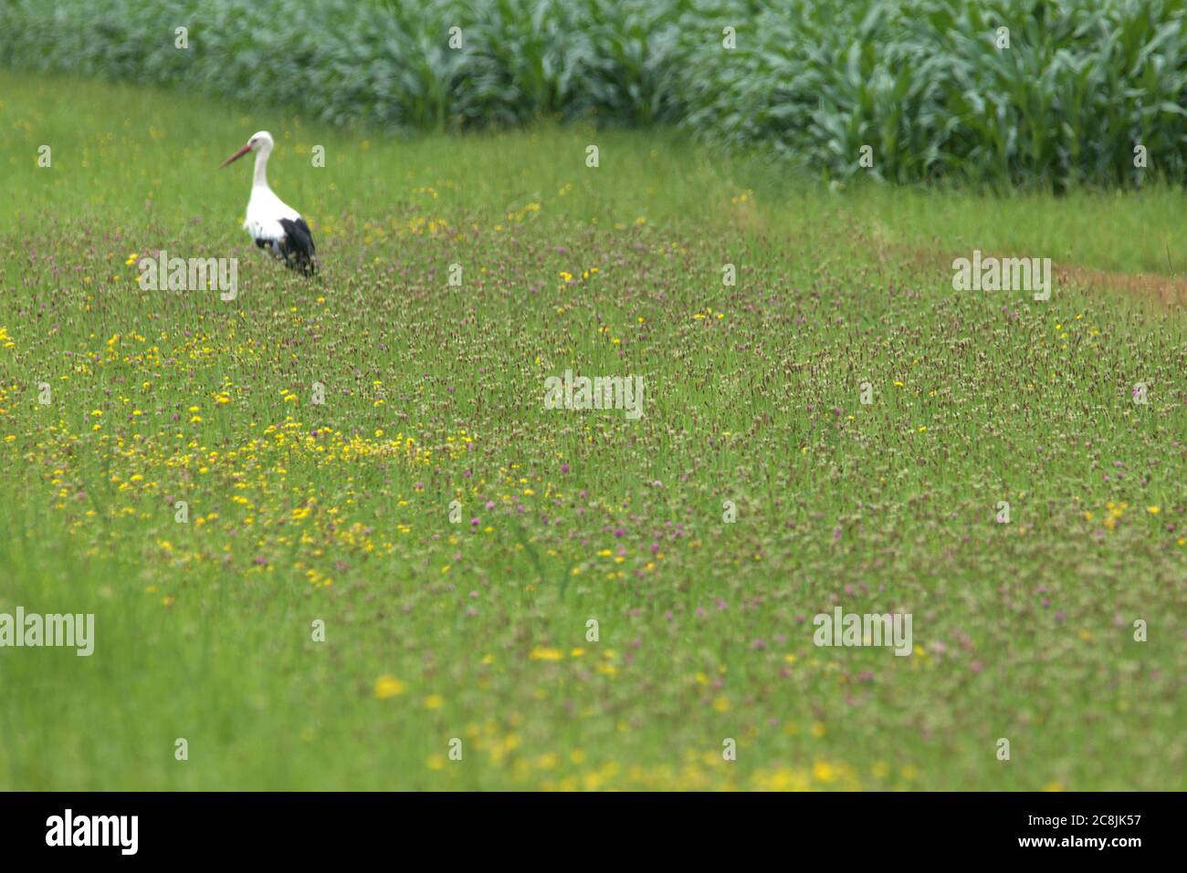 Sone walk hi-res stock photography and images - Alamy