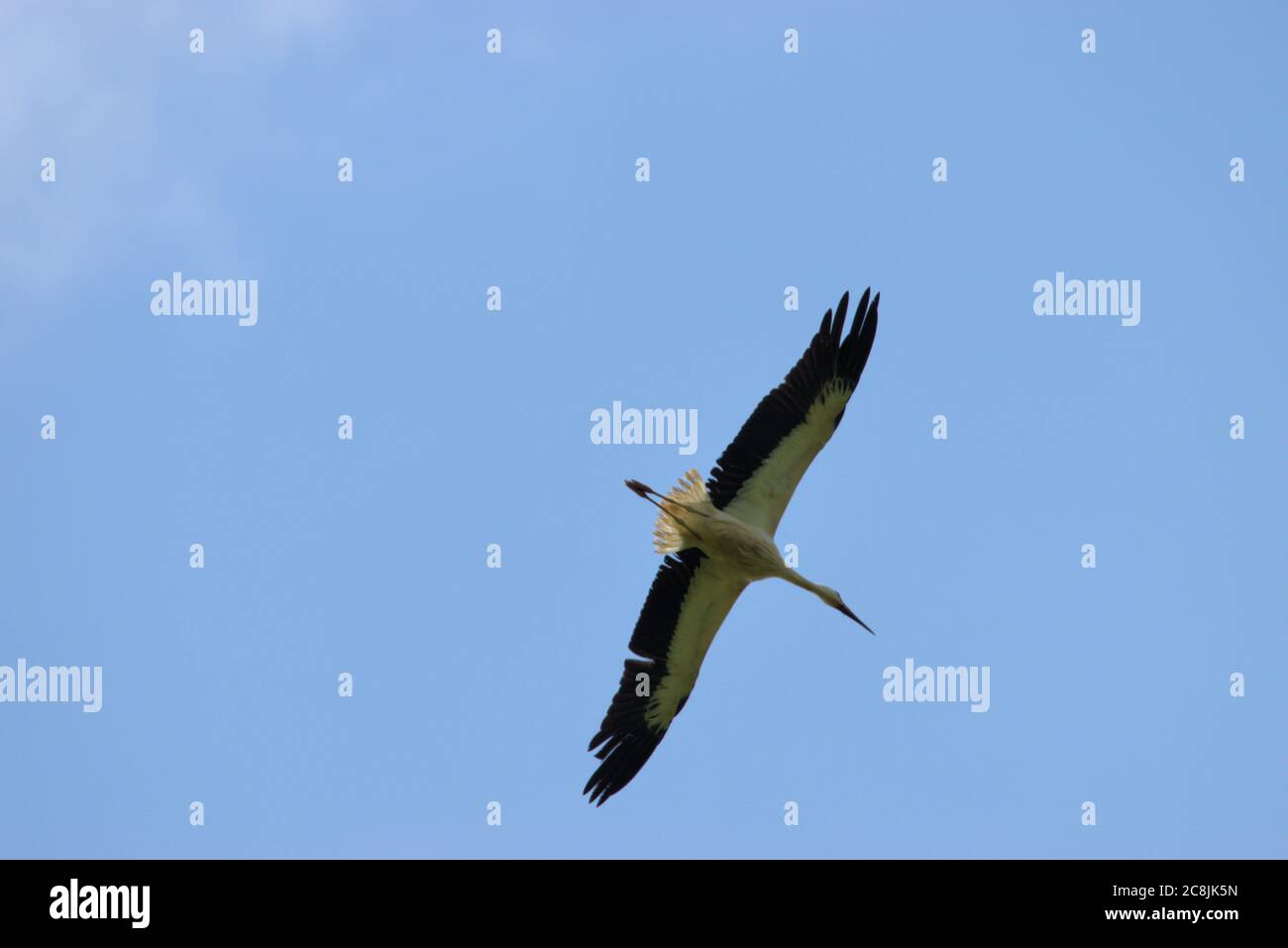 Spreaded wing hi-res stock photography and images - Alamy