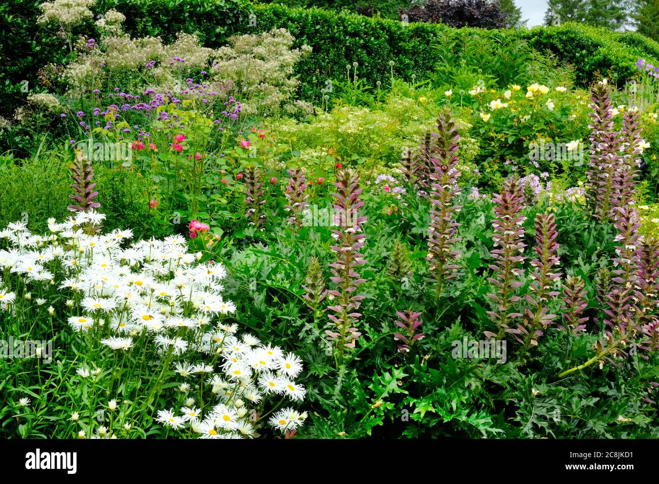 Lush English summer flower border - John Gollop Stock Photo - Alamy