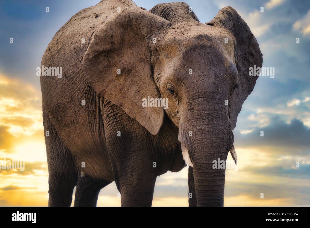 Sunset elephant hi-res stock photography and images - Alamy
