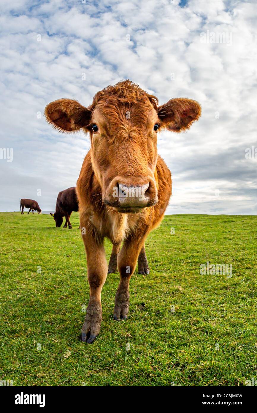 A brown cow looking into a fisheye camera lens, on Ditchling Beacon in ...