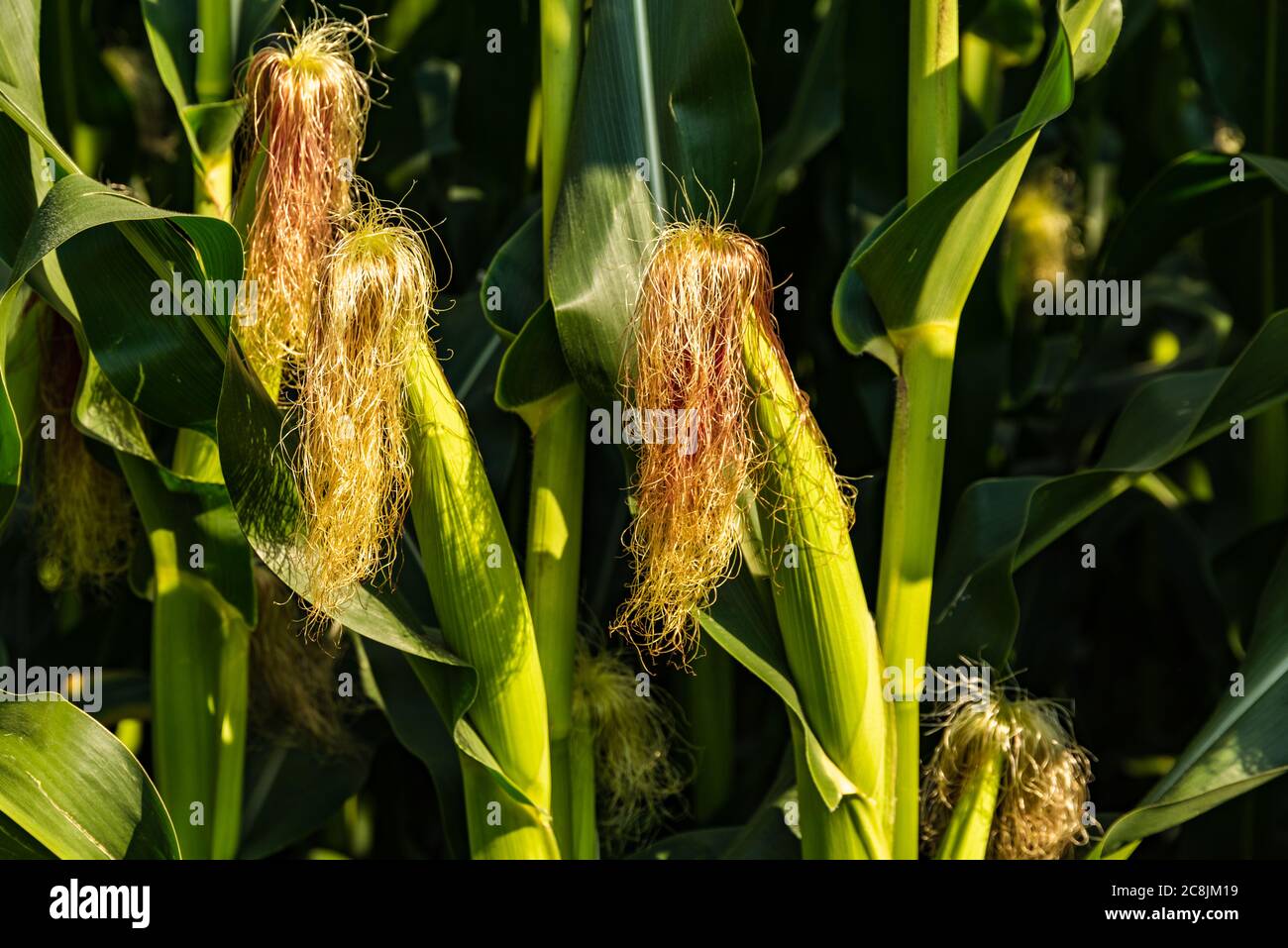 Young cob corn on the stalk. Maize field background Stock Photo - Alamy