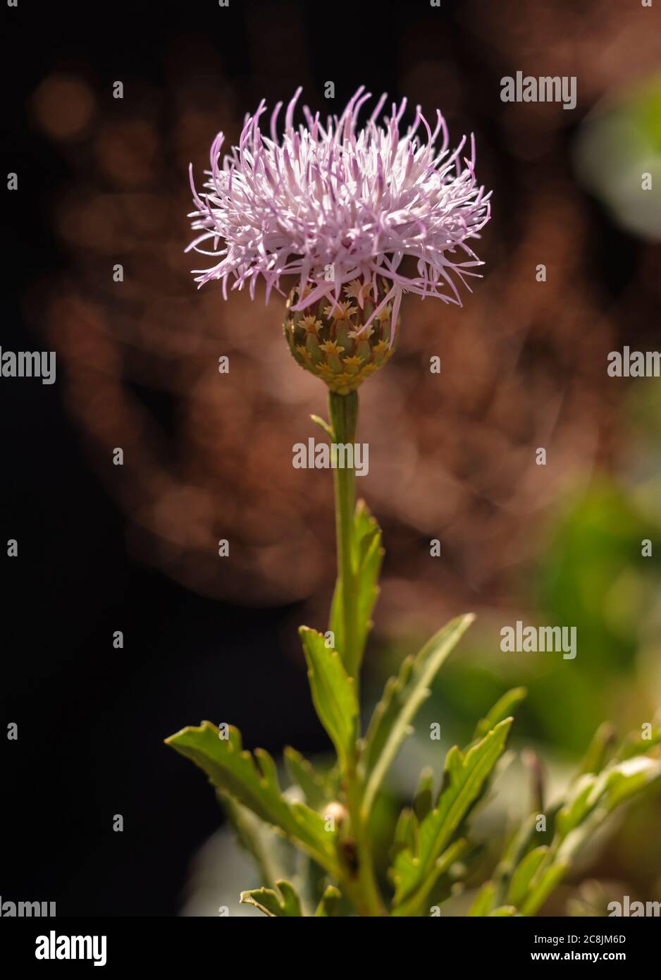Cheirolophus junonianus hi-res stock photography and images - Alamy