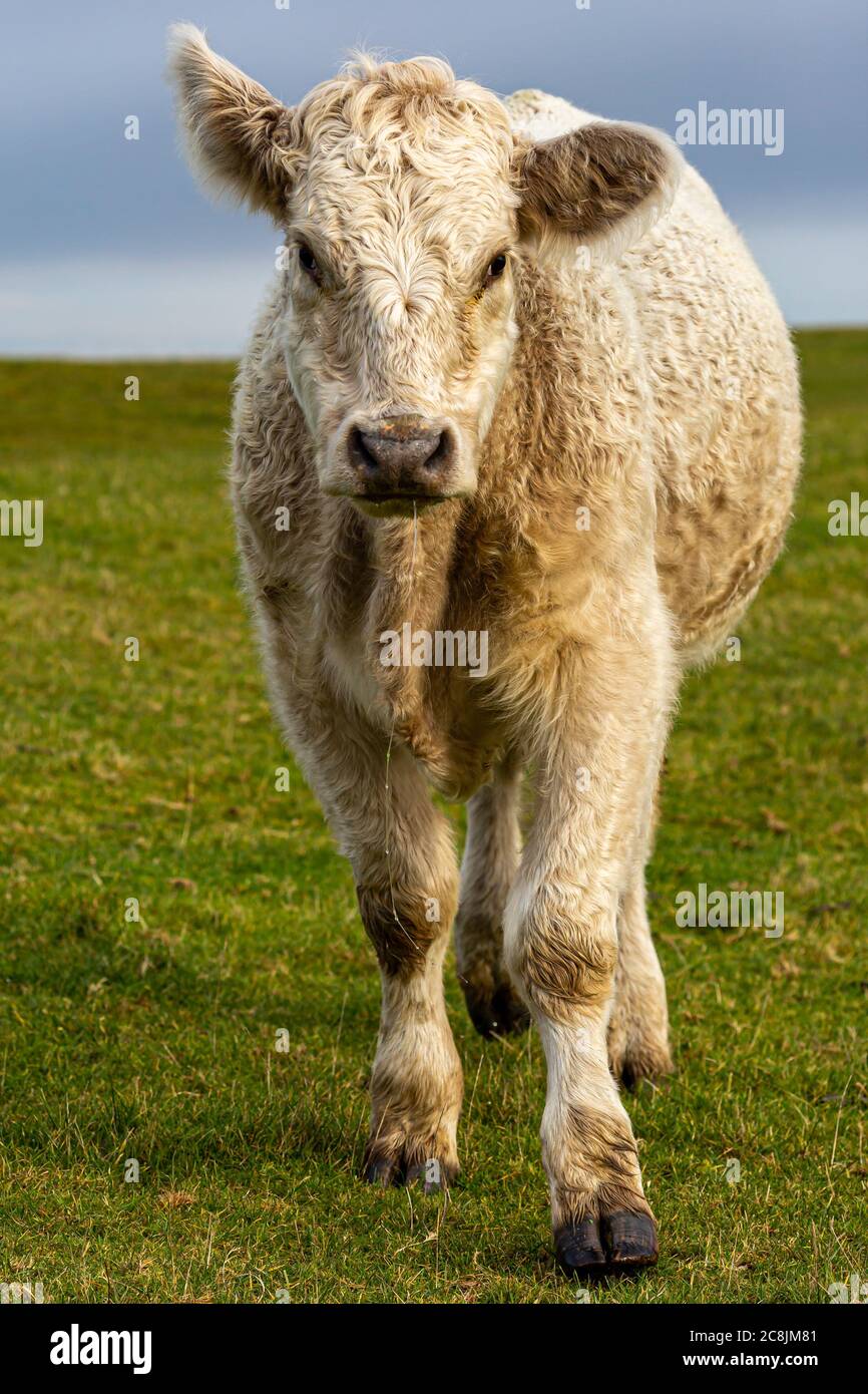 A full length photograph of a cow in the Sussex countryside Stock Photo ...