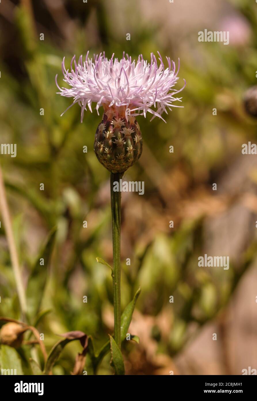Cheirolophus junonianus, La Palma endemic Asteraceae Stock Photo - Alamy