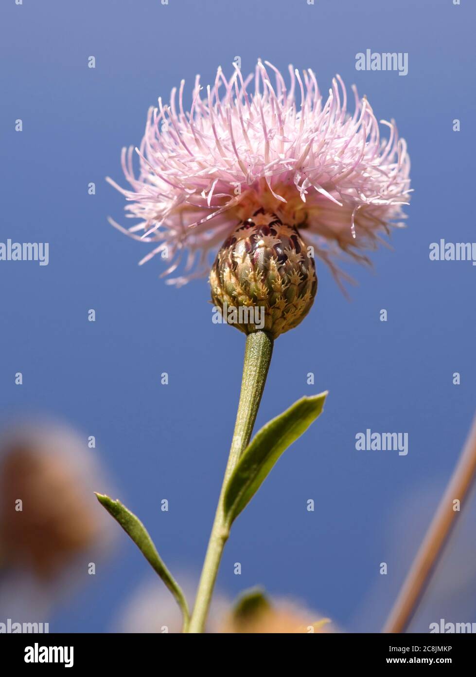 Cheirolophus junonianus hi-res stock photography and images - Alamy
